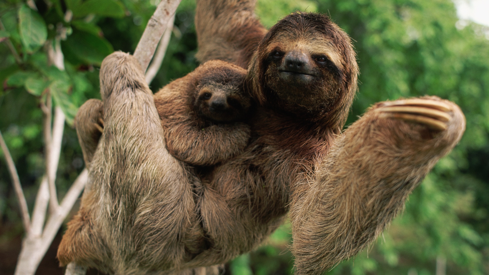 Care este cel mai lent animal din lume? - Cluburile Știință&Tehnică